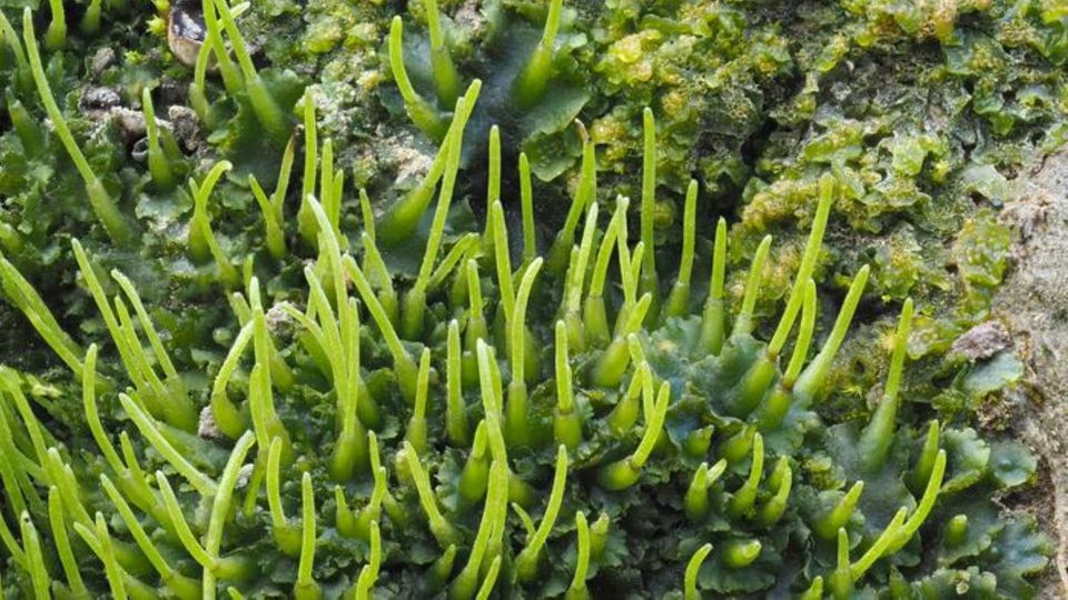 Hornwort Protein May Improve Crop Photosynthesis | Technology Networks