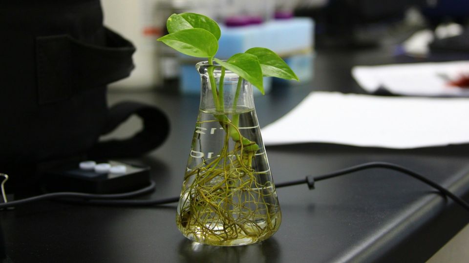 CryoEM Reveals Augmin Structure Tied to Cell Division | Technology Networks