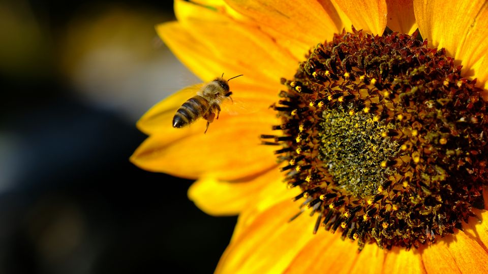 Does Pollen Affect Exam Performance? New Study Says Yes | Technology ...