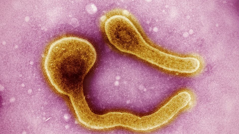 Marburg Virus Entry Protein Reveals New Antiviral Target | Technology ...