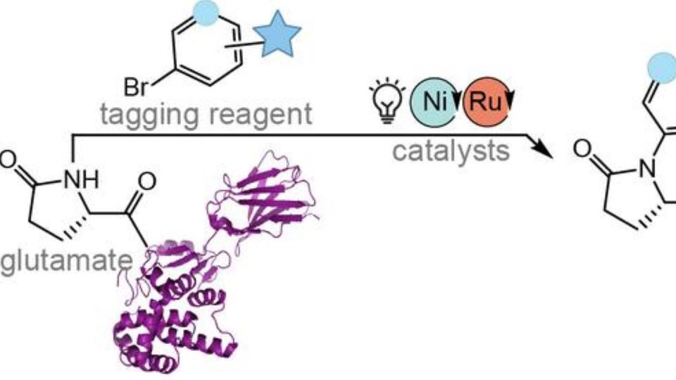 Light Method To Study Protein Modification | Technology Networks