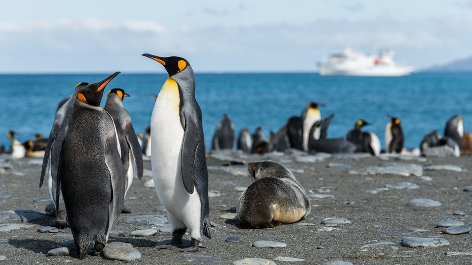 Zoo Living Accelerates Biological Aging in Penguins | Technology Networks