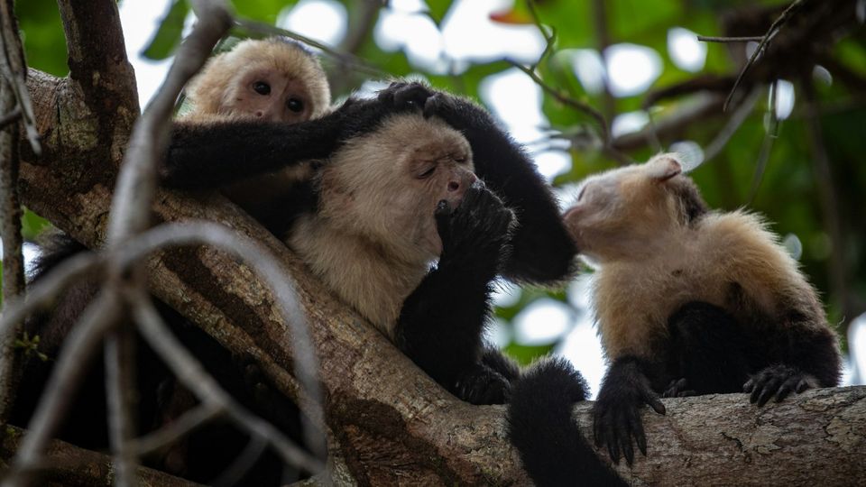 Epigenetics Explains Animal Behavior Differences | Technology Networks