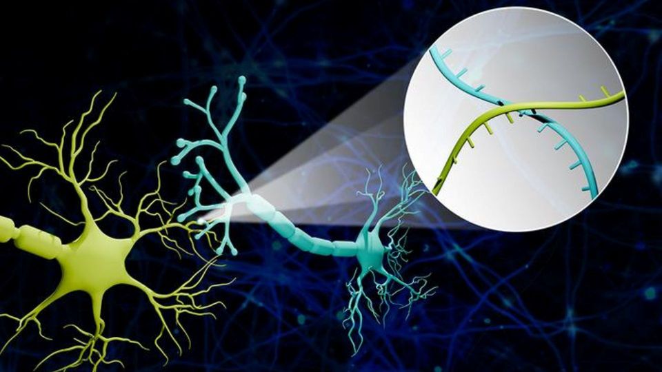 Brain Mapping Advance Disease Research | Technology Networks