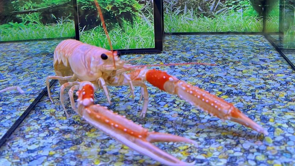 Painkillers To Reduce Lobster Pain Response | Technology Networks