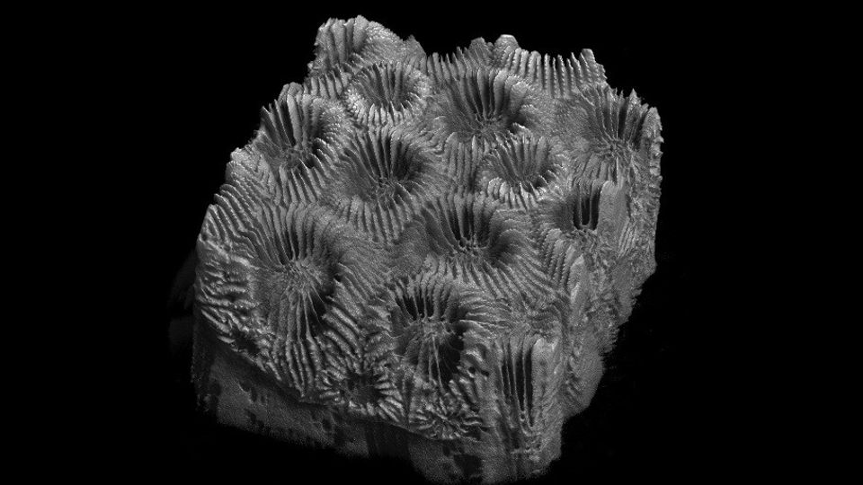 AI Imaging Reveals Hidden Coral Damage From Disease | Technology Networks