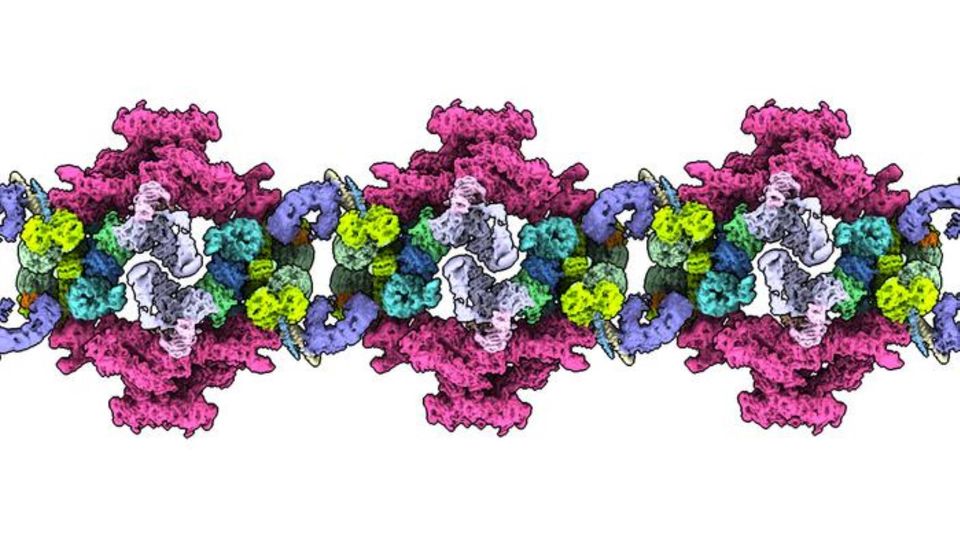 Protein Network in Egg Cells Linked to Infertility | Technology Networks