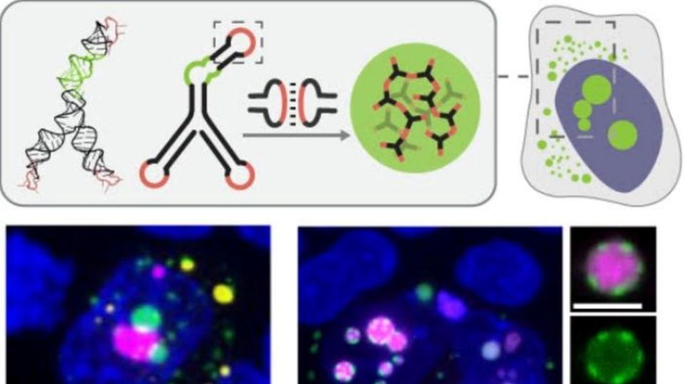 RNA Builds Programmable Organelles in Cells | Technology Networks