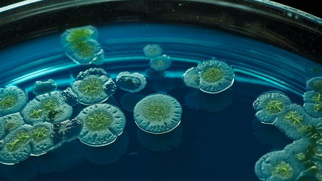 Rock-Eating Bacteria Convert CO2 Without ATP | Technology Networks