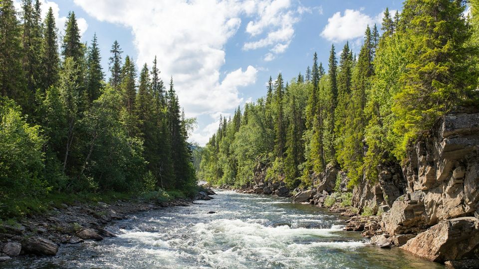 Methylmercury May Harm Metabolic Health | Technology Networks