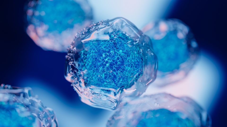 Umbilical Cord MSC Therapy Preserves Insulin in T1DM | Technology Networks