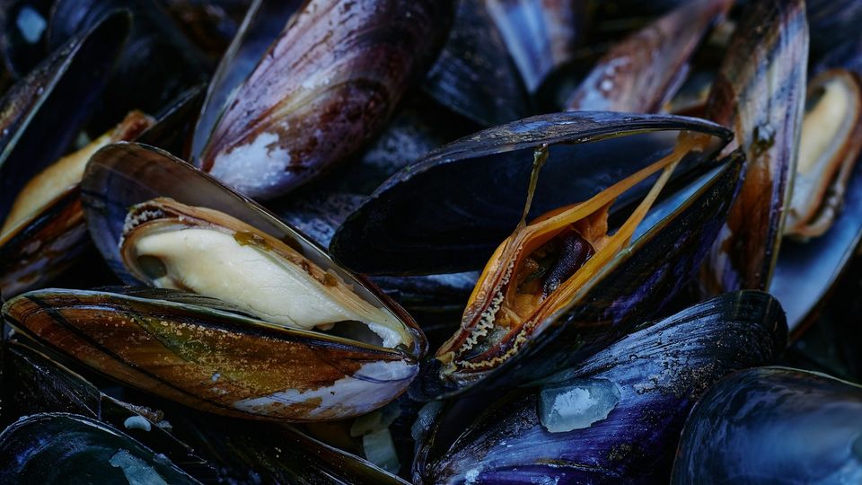 Nature-Inspired Materials May Replace Plastics | Technology Networks
