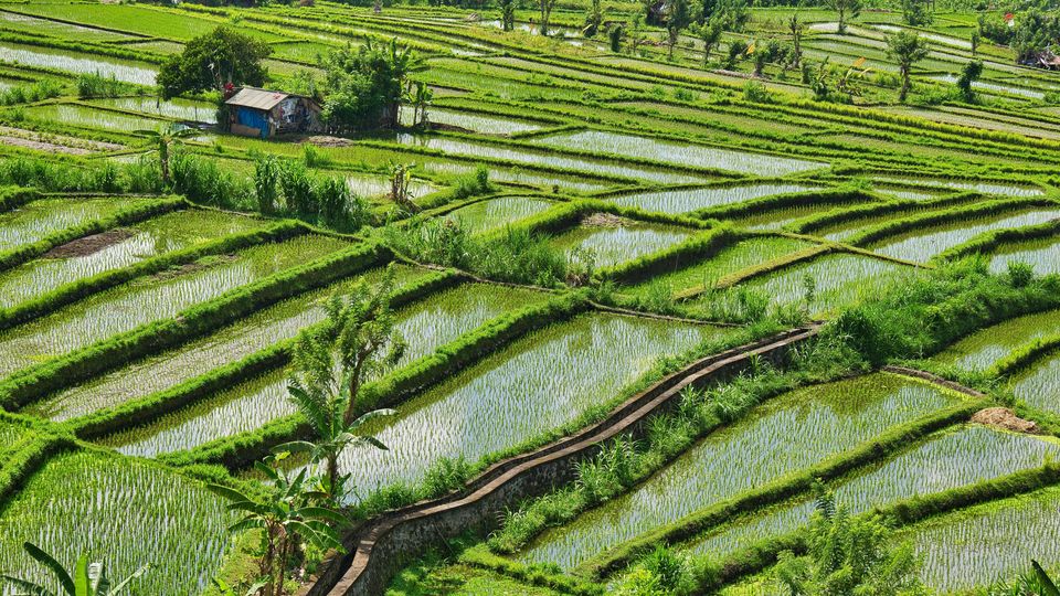 Rice Paddy Emissions Have Doubled Since 1961 | Technology Networks