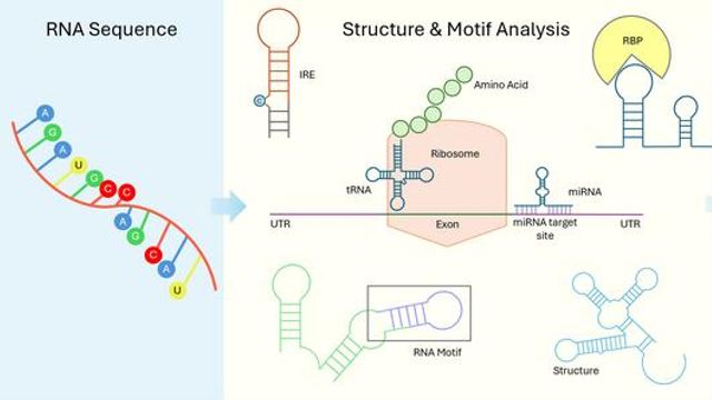 New RNA Tool Improves Structure Analysis | Technology Networks