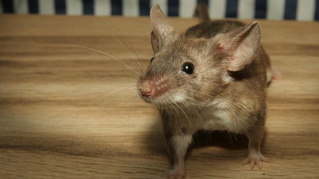 Gene Therapy Targets TDP-43 Brain Disorders | Technology Networks