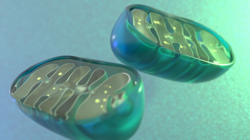 Mitochondria Research Reveals Hidden Cellular Alarm System | Technology ...