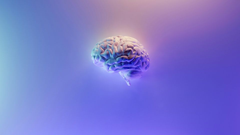 Brain Circuit Controls How Memories Are Organized | Technology Networks