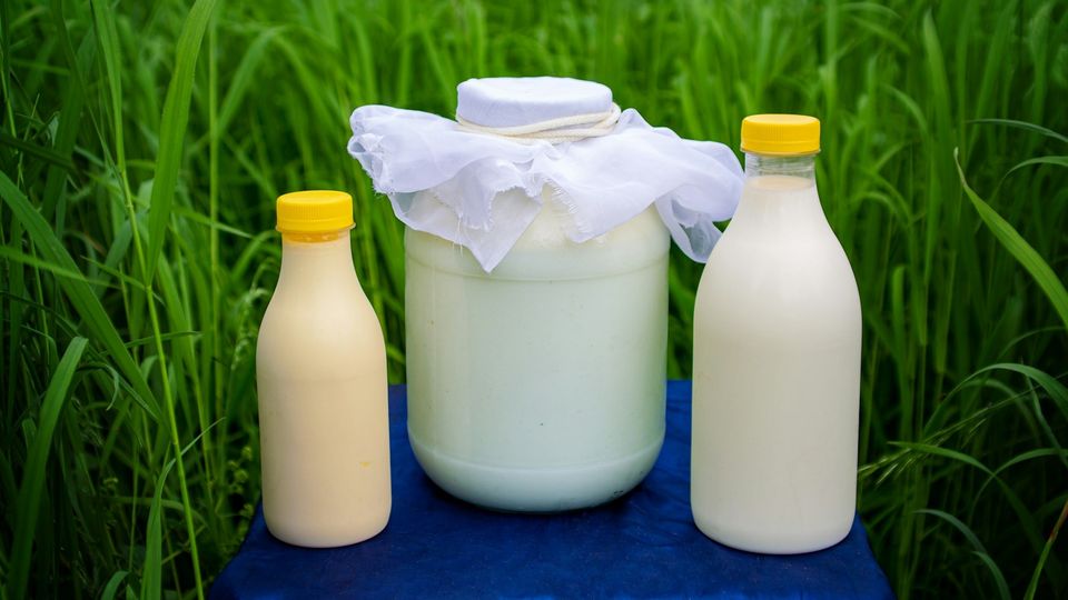 Natural Dairy Trans Fats Show No Heart Disease Risk | Technology Networks