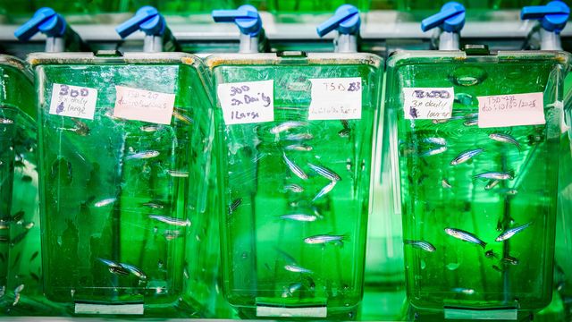 Germ-Free Zebrafish Advance Microbiome Research | Technology Networks