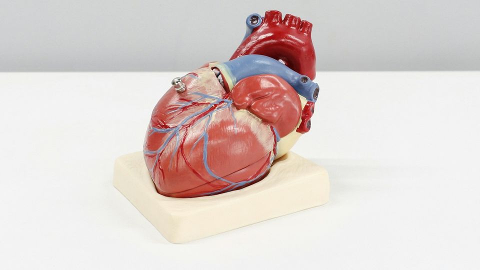 RNA Therapy Targets Genetic Cause of Heart Failure | Technology Networks