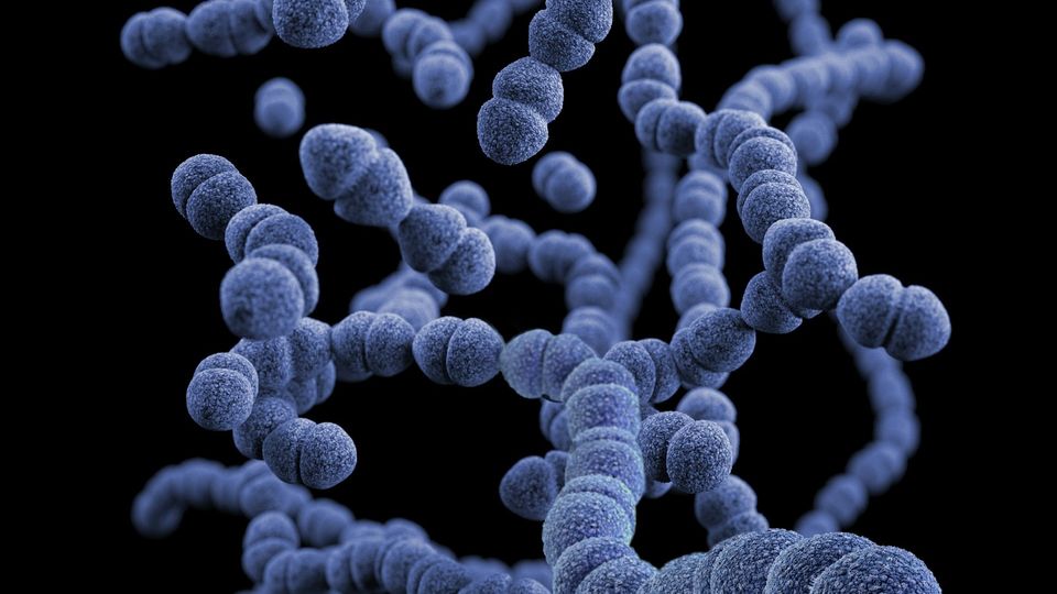 New Insights Into Bacterial Glucan Transport | Technology Networks