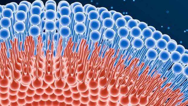 Researchers Identify Target in Senescent Cells | Technology Networks
