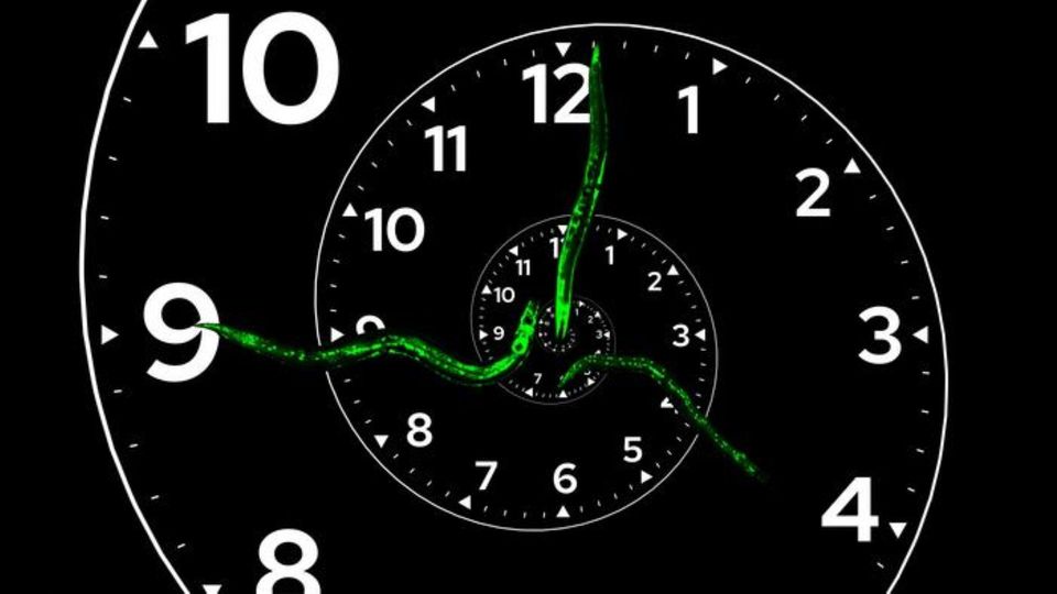Master Timing System Drives Growth and Maturation | Technology Networks