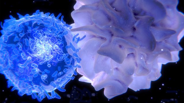 CAR T Enables Kidney Transplants for Sensitized Patients | Technology ...