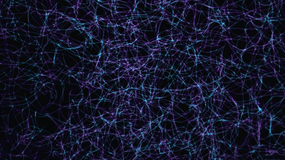 Serotonin Neuron Subpopulations Show Opposite SSRI Responses ...