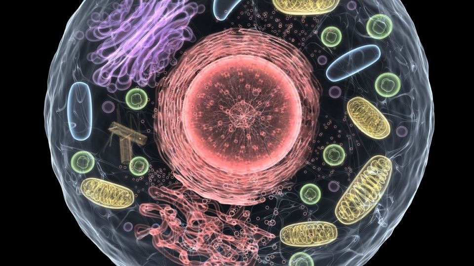 Hidden TEAD1 Condensates Discovered in Cancer Cells | Technology Networks