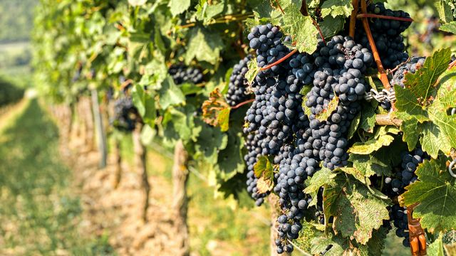Ancient DNA Reveals Most Extensive Genetic History of Wine | Technology ...