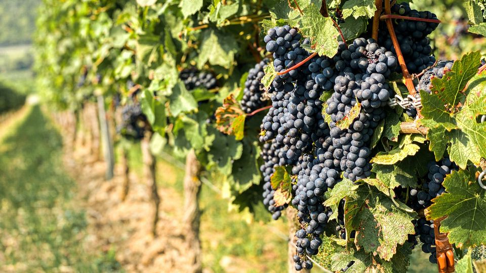 Ancient DNA Reveals Most Extensive Genetic History of Wine | Technology ...