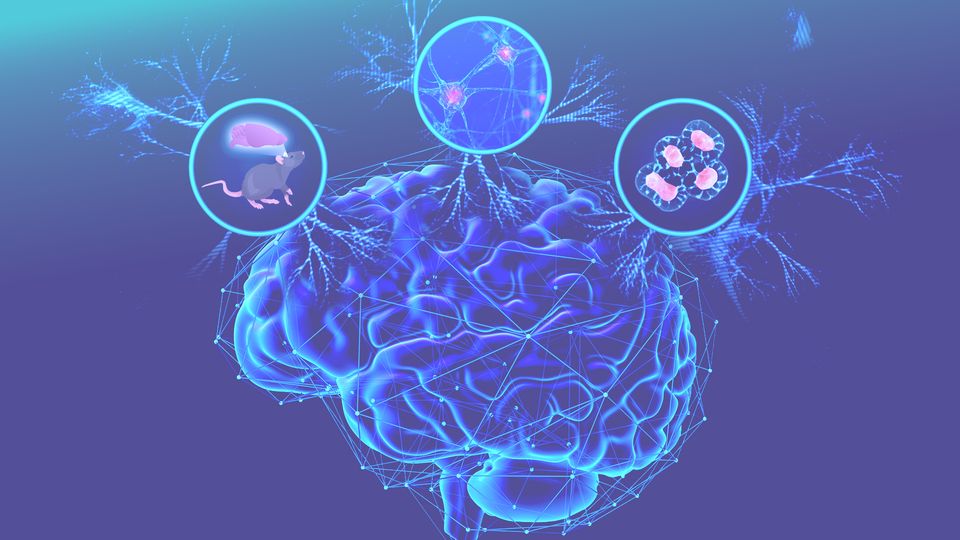 Choosing Your Path to Neural Discovery | Technology Networks