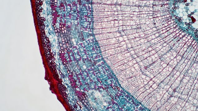 Spatial Biology | Technology Networks